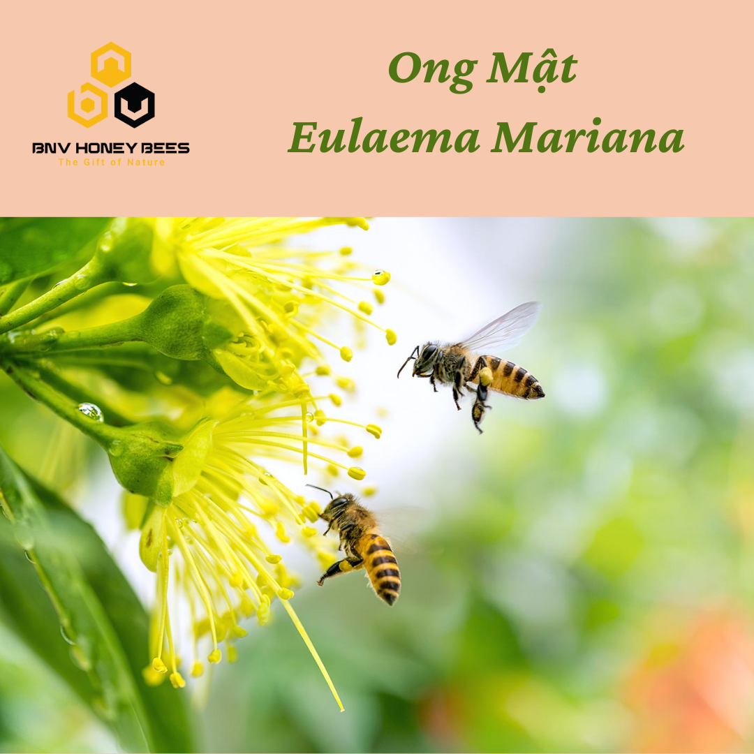 Ong Mật Eulaema Meriana: Loài ong tô điểm sự phong phú của vùng ...