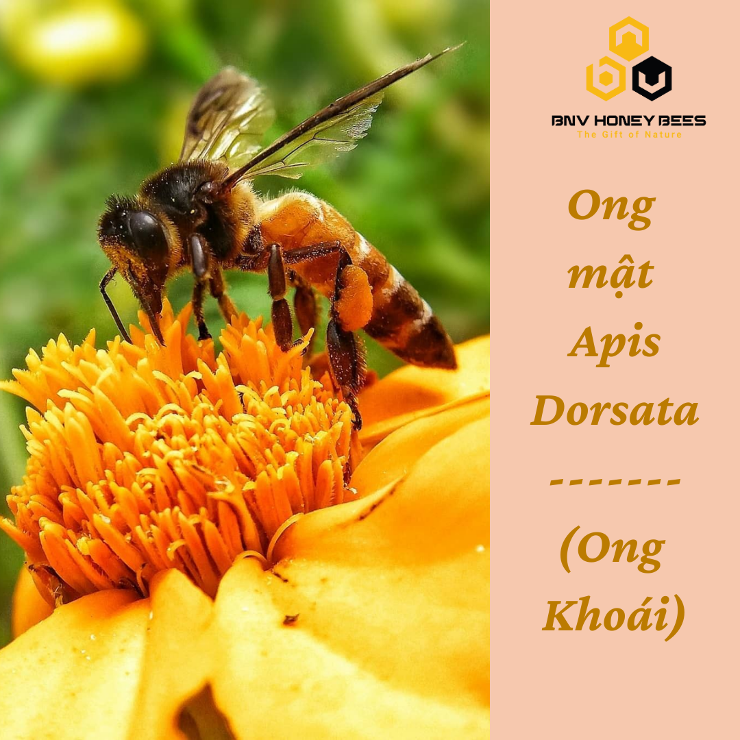 Ong mật Apis Dorsata(Ong Khoái) - Biểu tượng kỳ diệu của tự nhiên - Ong Mật BNV